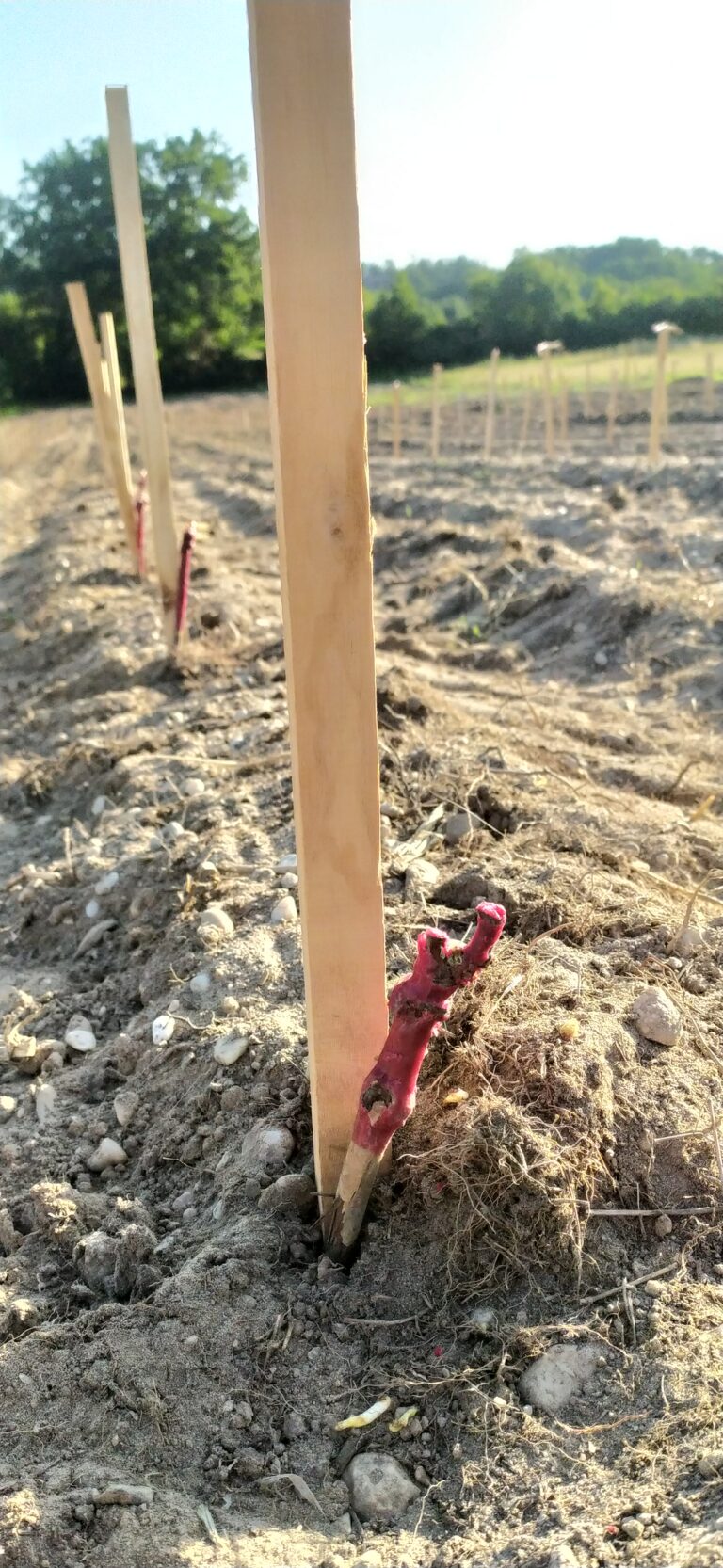 Plantation de raisin de table - chateau le parvis