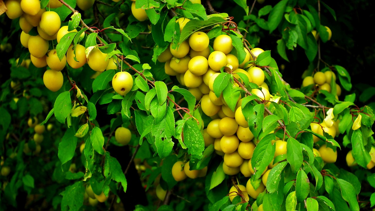 Plateau de mirabelles SPÉCIAL CONFITURE - chateau le parvis